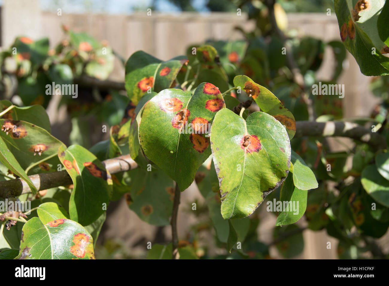 Diseased pear hi-res stock photography and images - Alamy