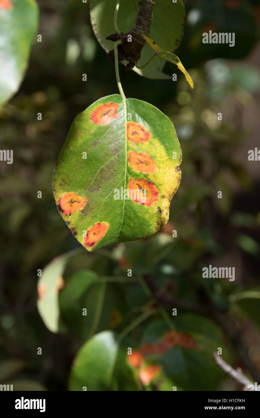 Diseased pear hi-res stock photography and images - Alamy