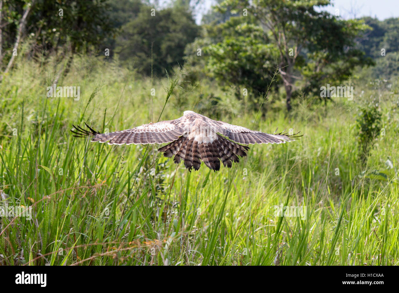 Changeable hawk eagle hi-res stock photography and images - Alamy