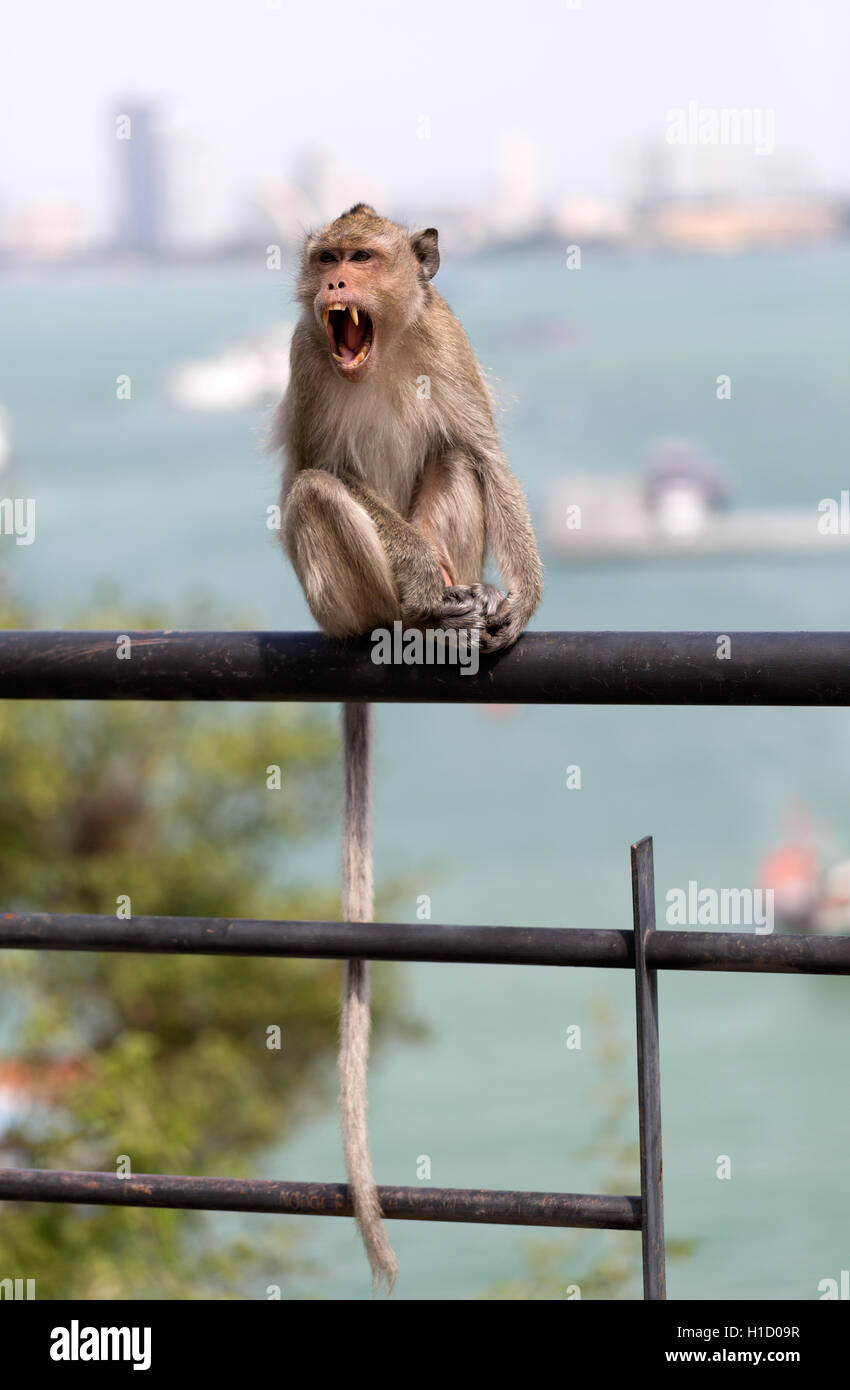 Wild monkey sitting on the railing and growling aggressively Stock ...