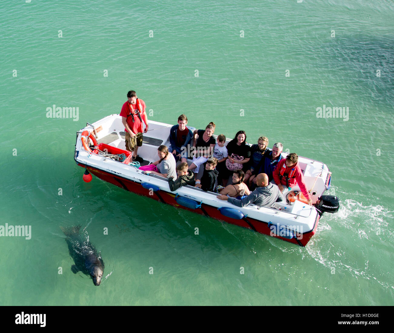 Grey seals in St Ives Stock Photo - Alamy