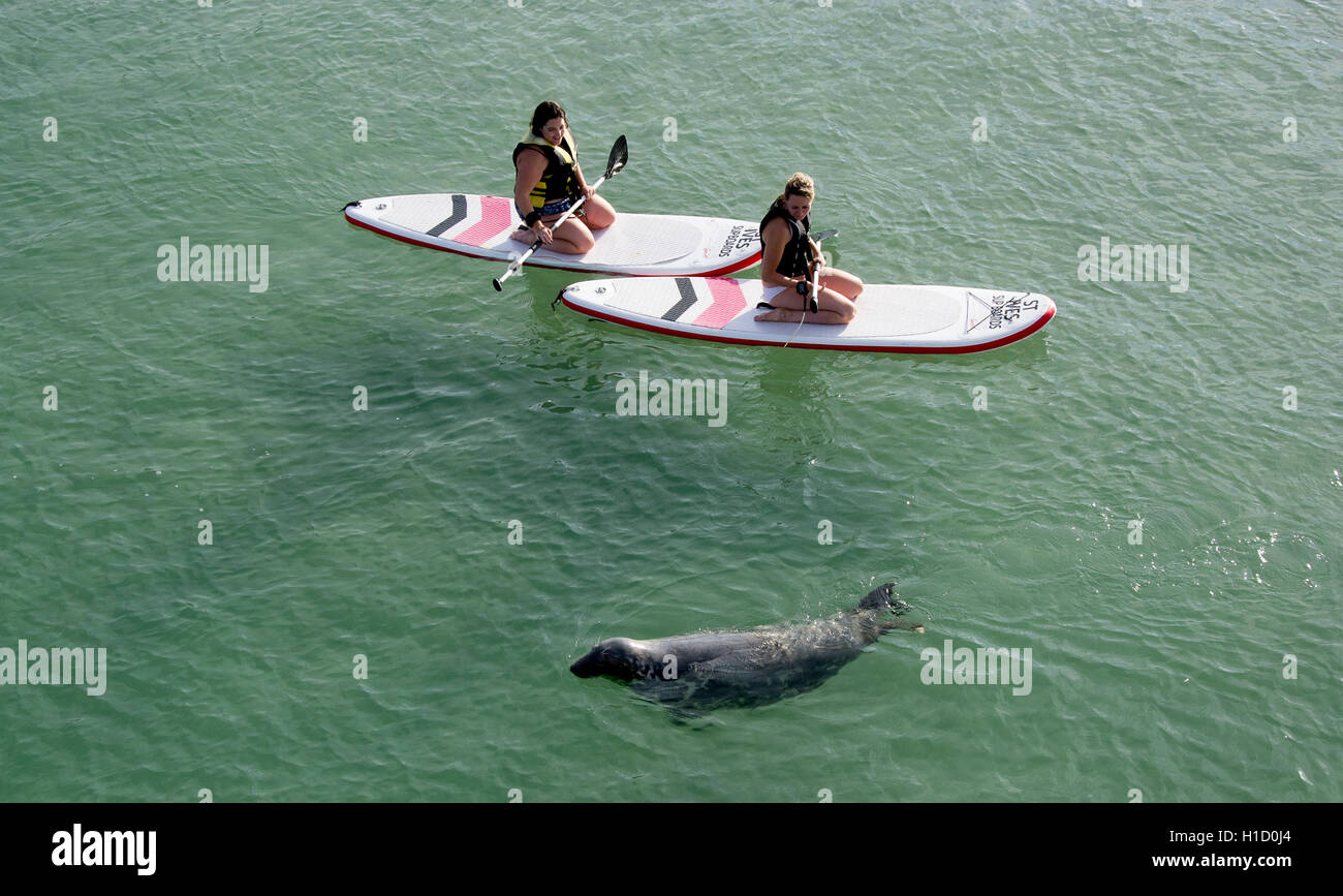 Grey seals in St Ives Stock Photo - Alamy