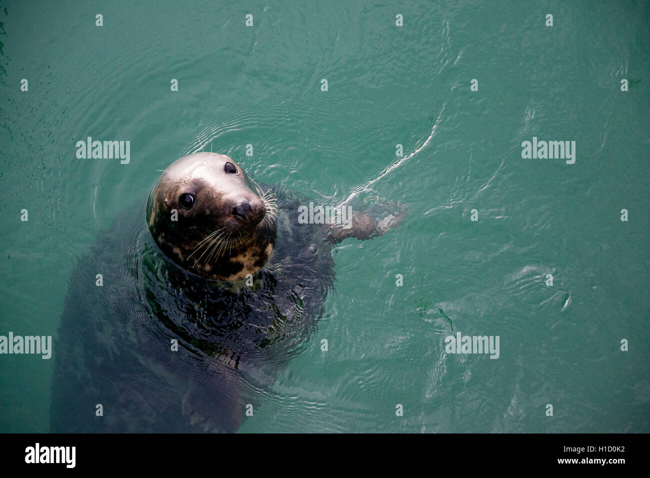 Grey seals in St Ives Stock Photo - Alamy