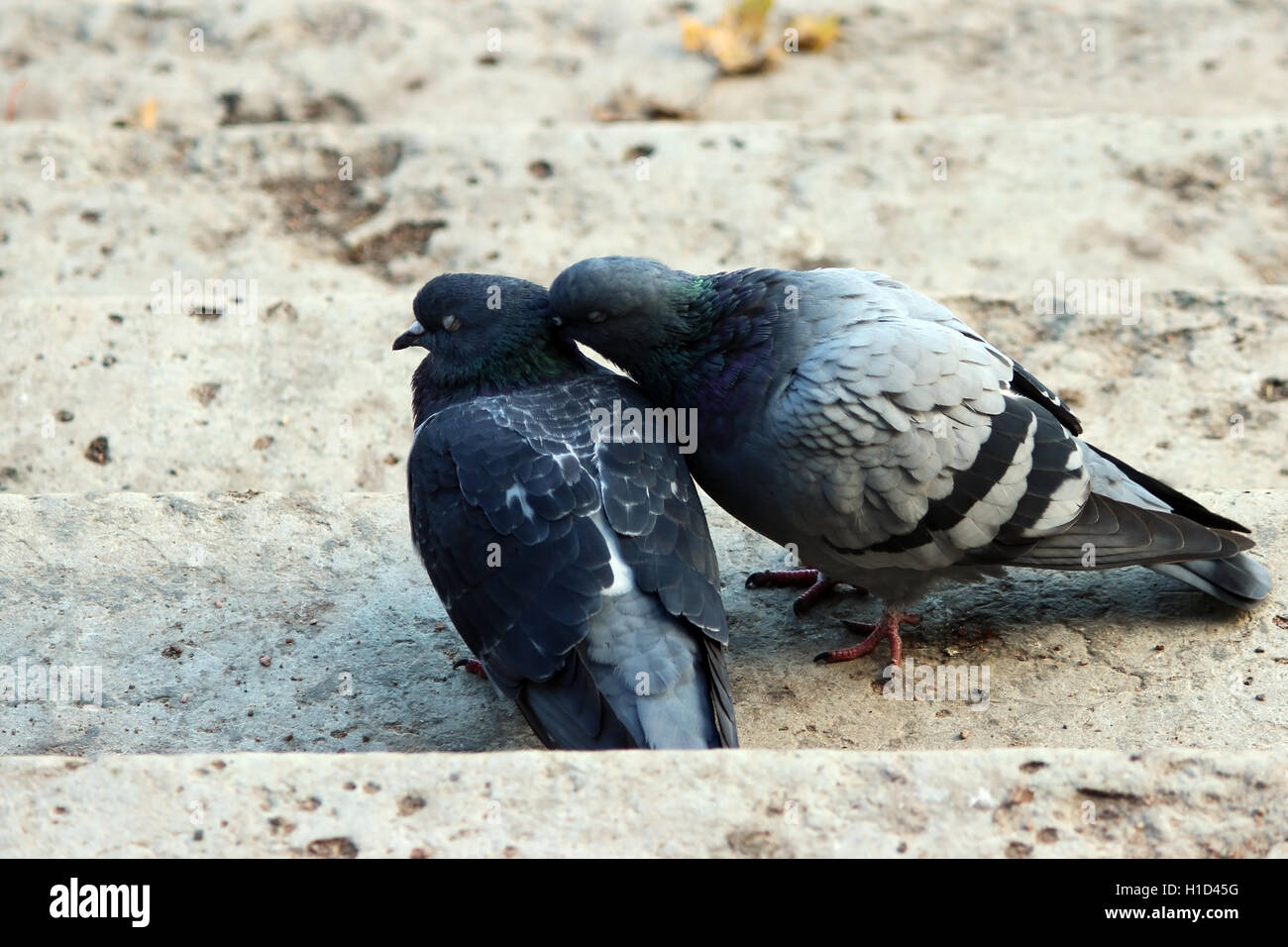 a couple of doves are sleeping in loving Stock Photo - Alamy