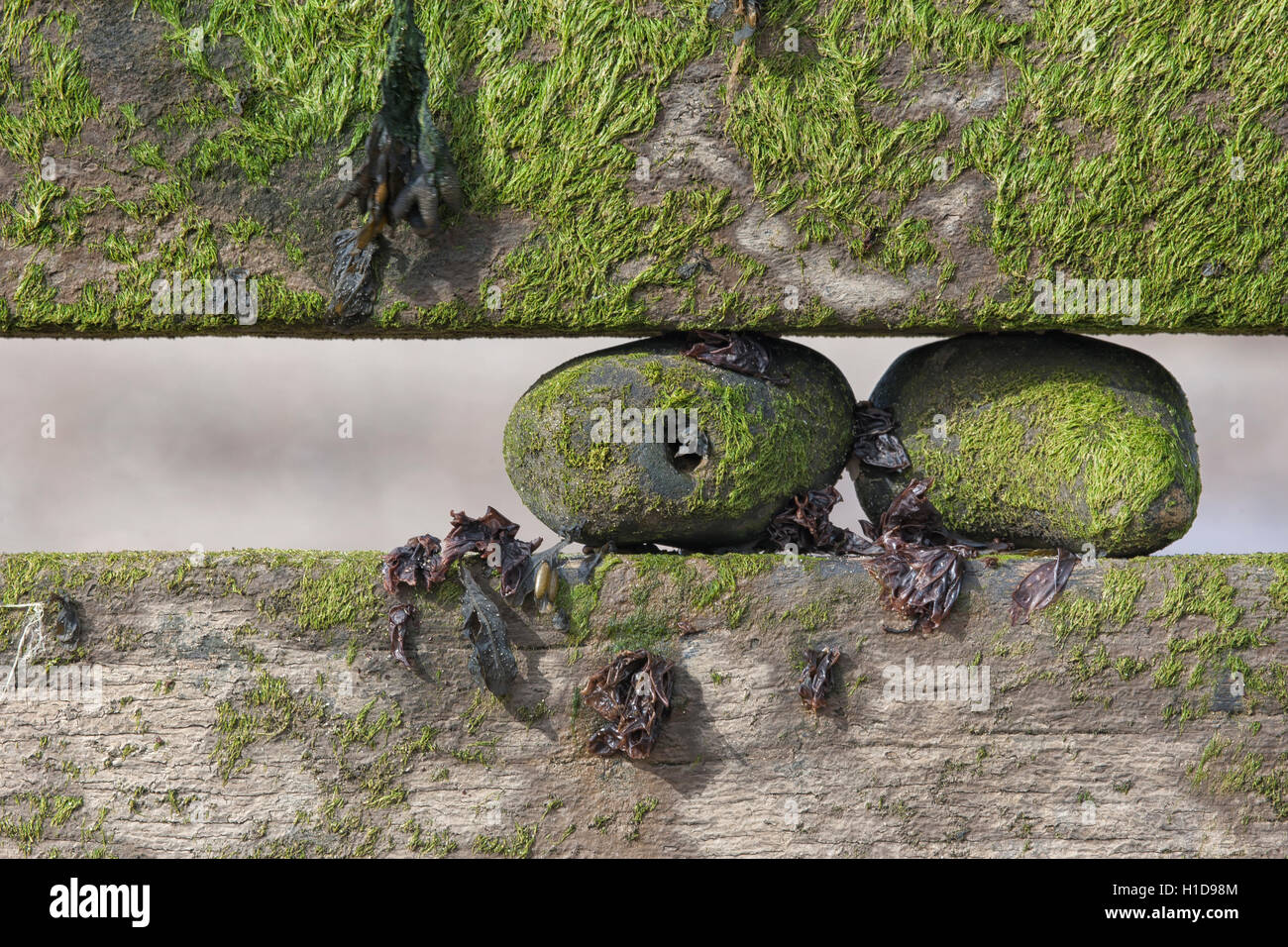Cobbles wedged in between wooden groynes by the sea Stock Photo - Alamy
