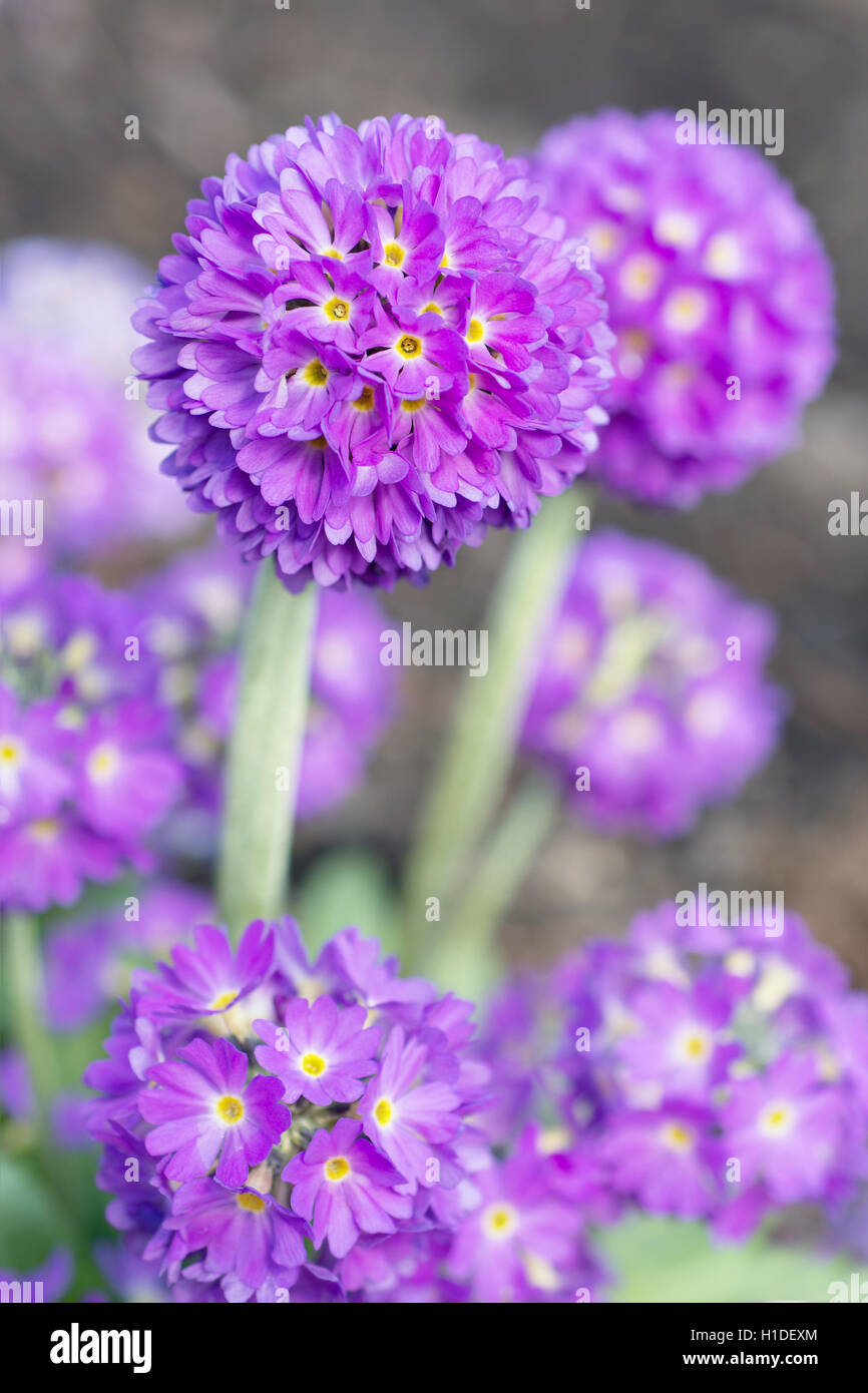 Flowers Primula denticulate Stock Photo - Alamy