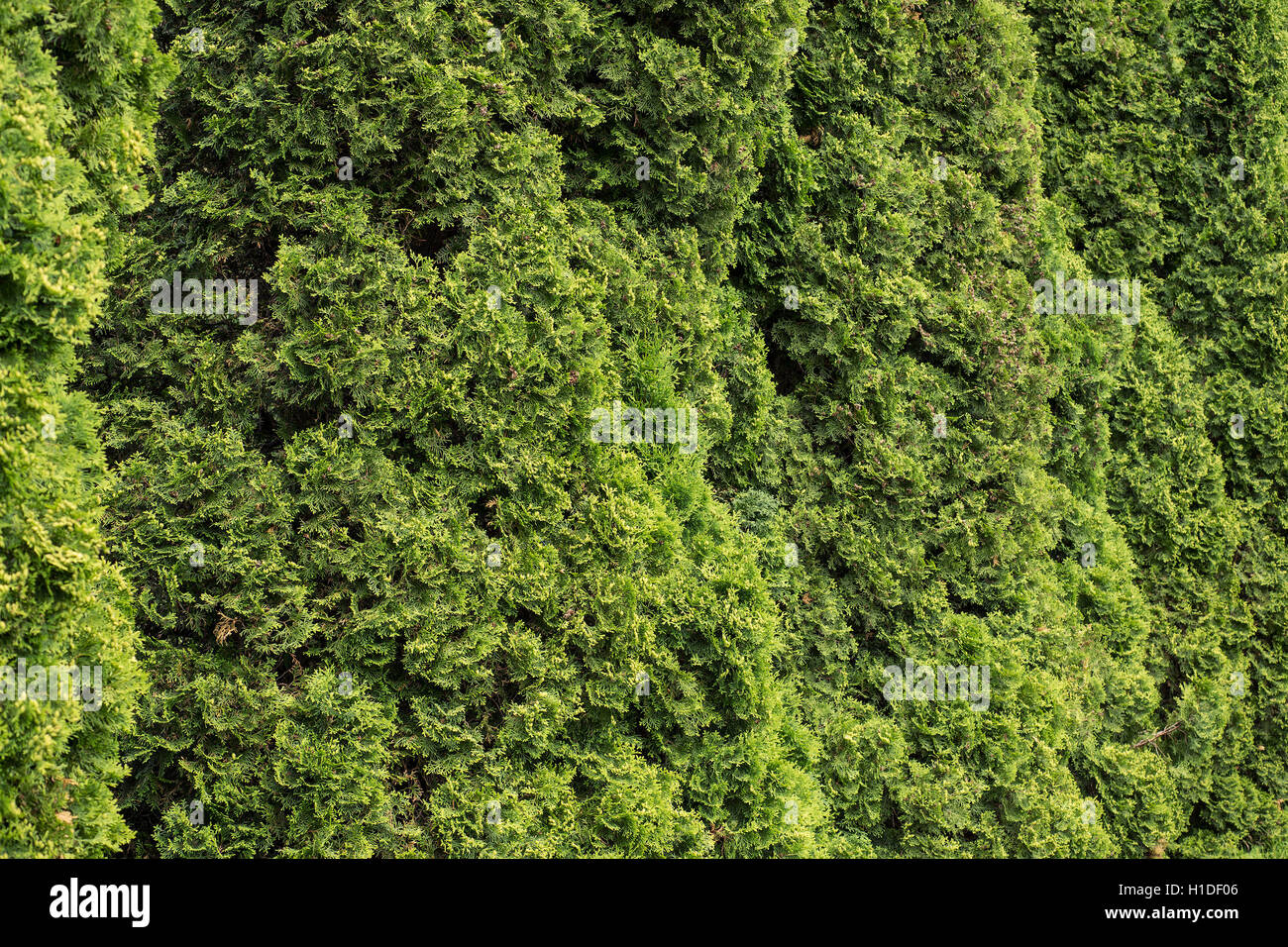 Hedge of arborvitae Stock Photo - Alamy