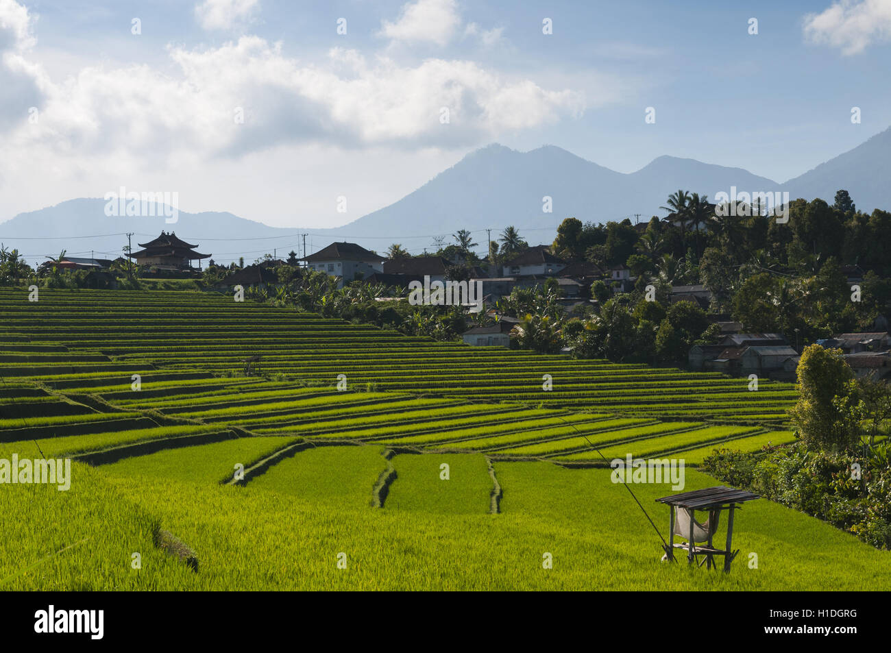 Balinese rice hi-res stock photography and images - Alamy