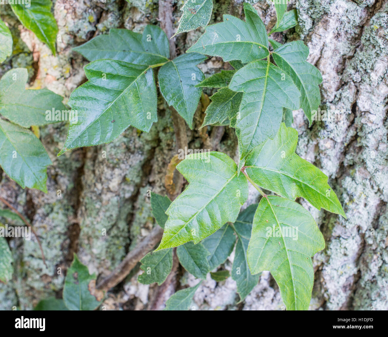 Poison Ivy climbing On a Tree Trunk Stock Photo - Alamy