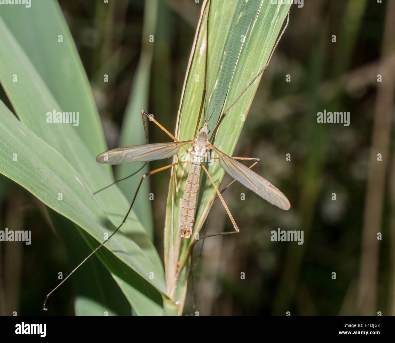 Crane fly insect hi-res stock photography and images - Alamy