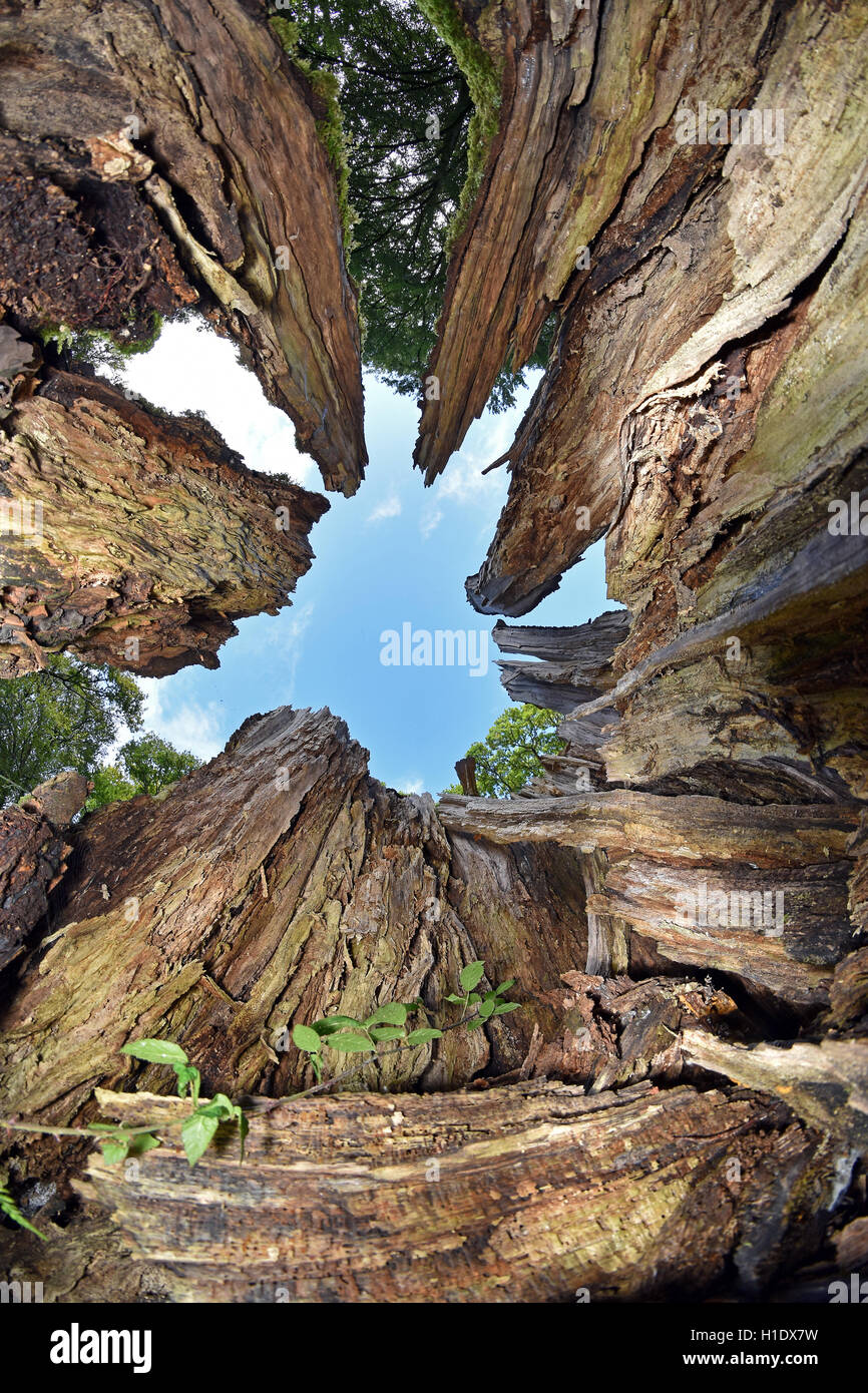 Inside a tree stump Stock Photo - Alamy