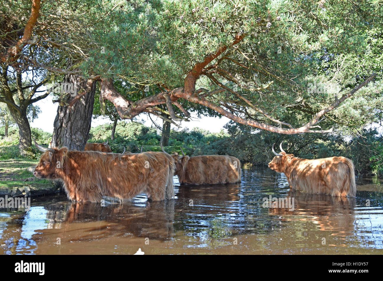 Highland cow in water hi-res stock photography and images - Alamy