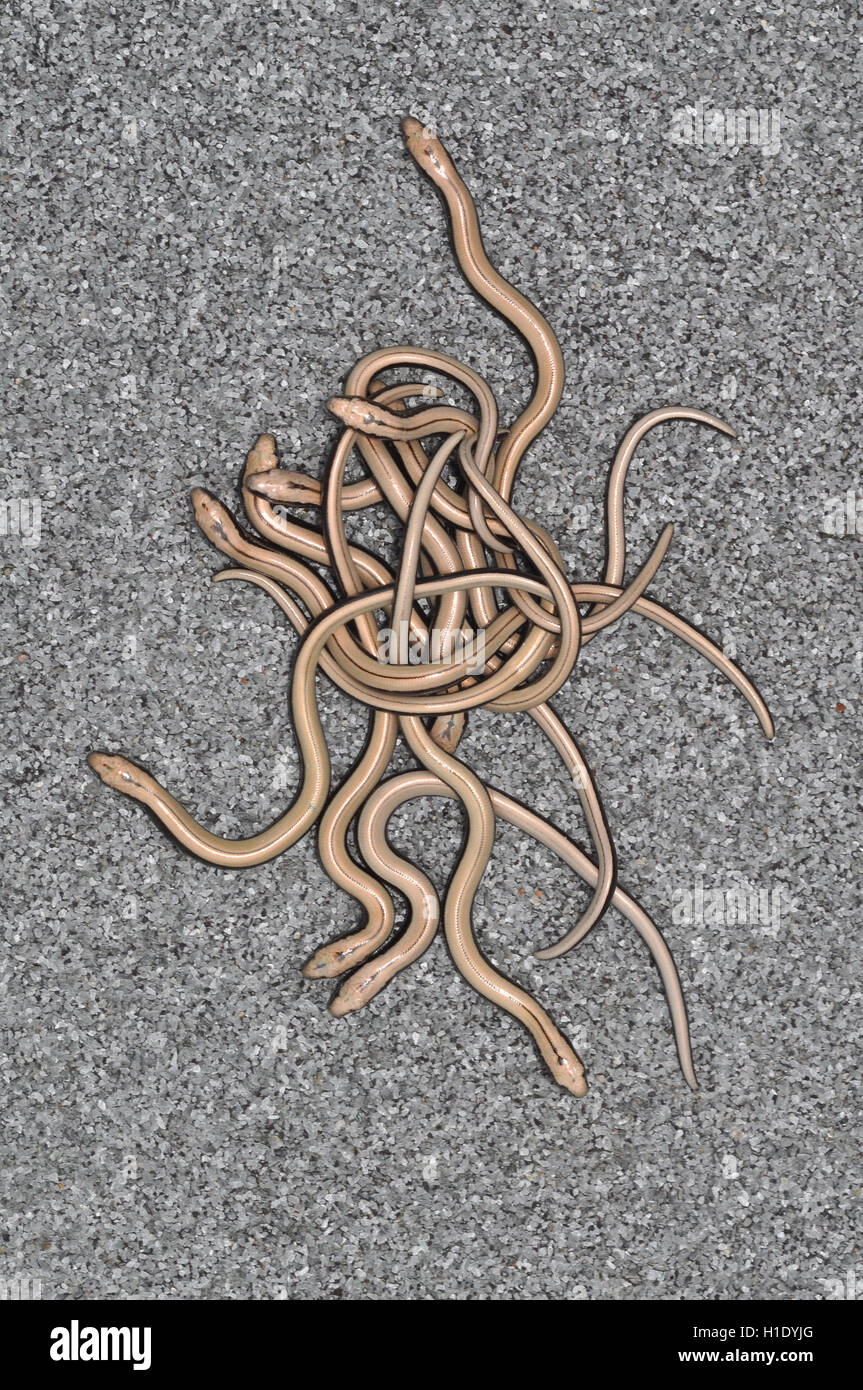 Baby slowworms (Anguis fragilis Stock Photo - Alamy