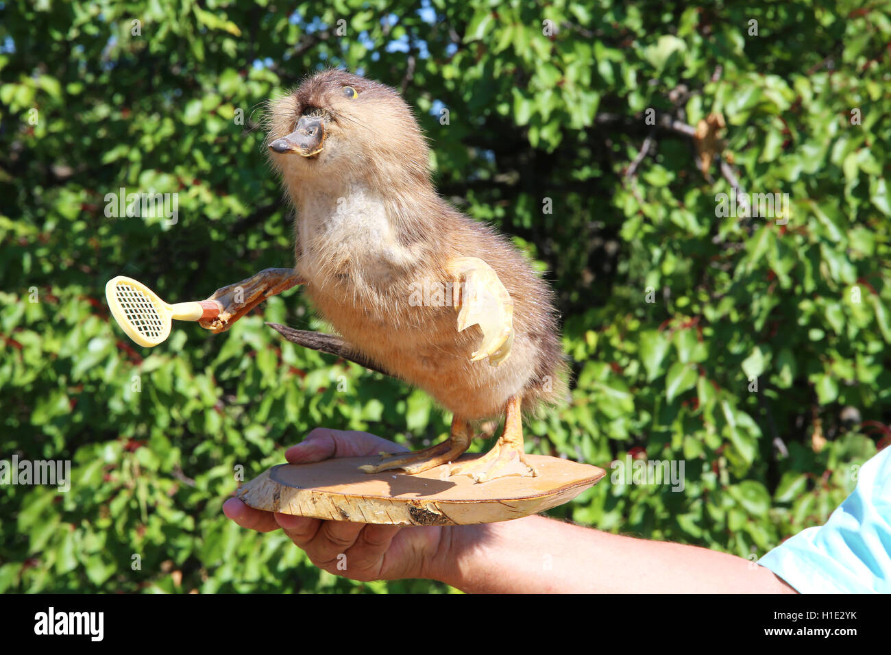 Funny furry stuffed duck with racket. Unknown man holds a monkey duck ...