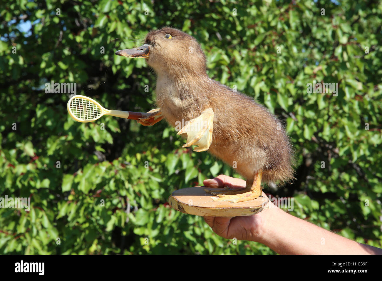 Unknown man holds a monkey duck. Funny furry stuffed duck with racket ...