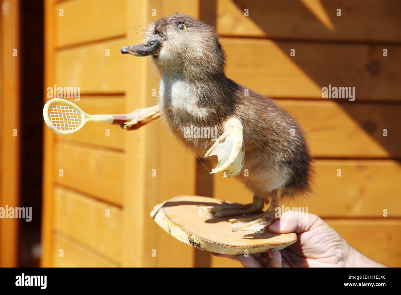 Funny furry stuffed duck with racket. Unknown man holds a monkey duck ...