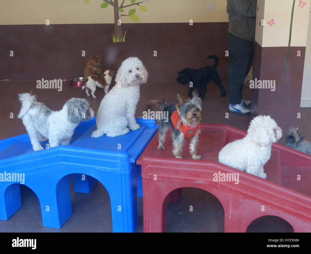 Dog day care hi-res stock photography and images - Alamy
