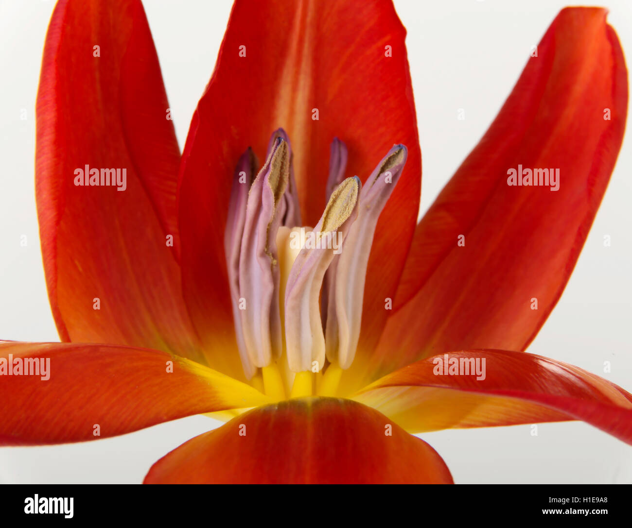 One separated open, red tulip flower Stock Photo - Alamy