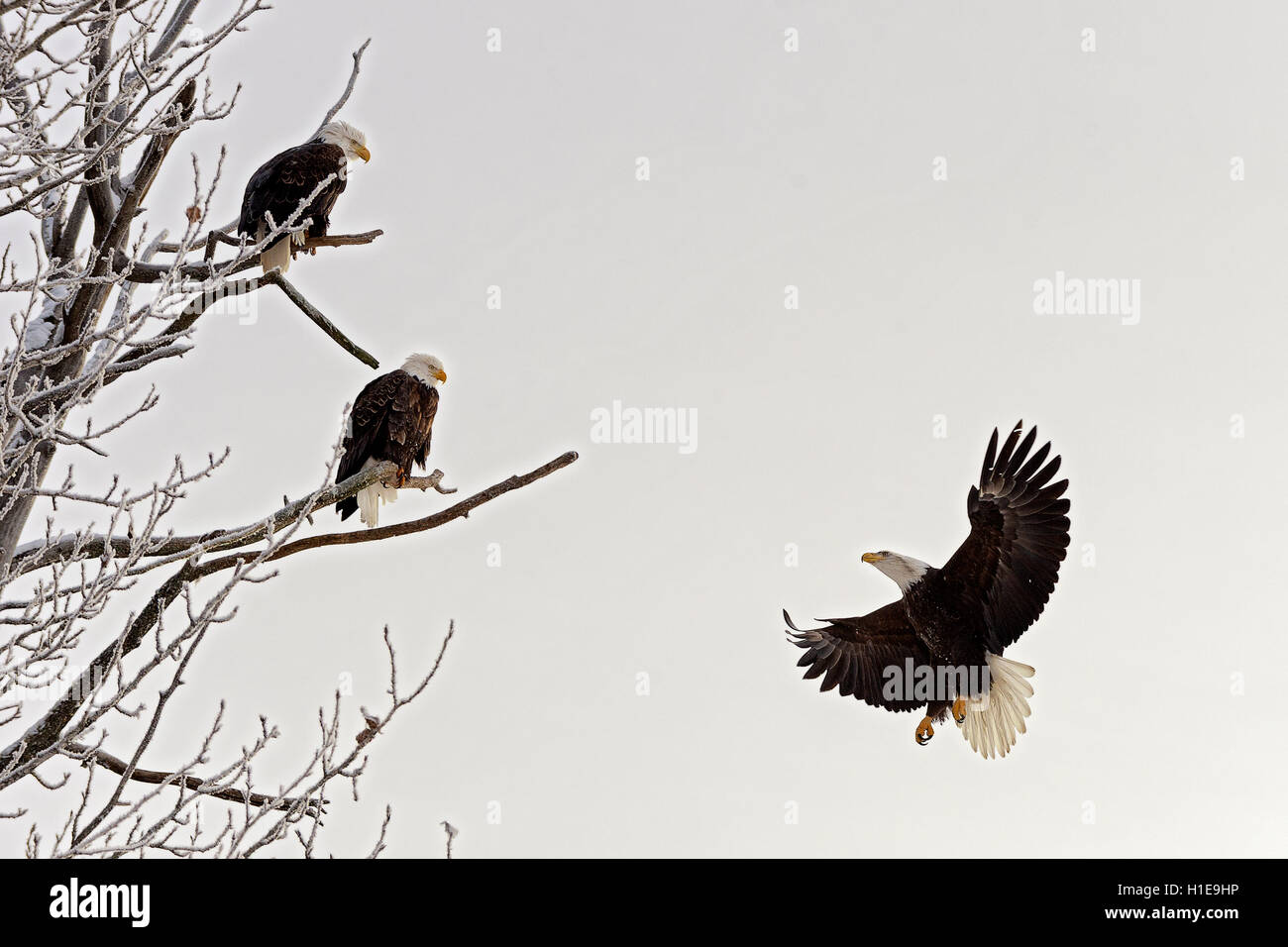 Landing bald eagle Stock Photo - Alamy