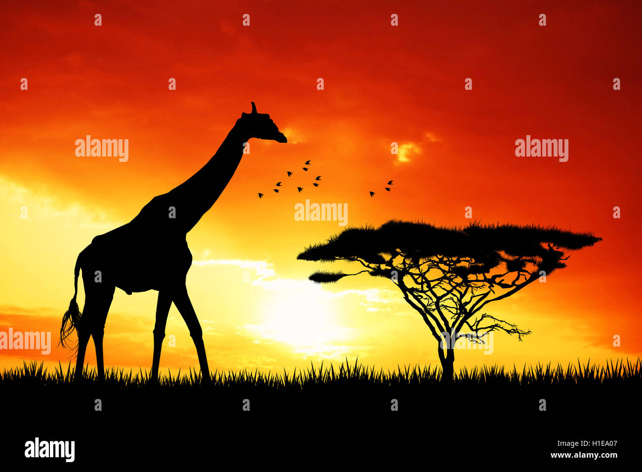 Giraffe at sunset Stock Photo - Alamy