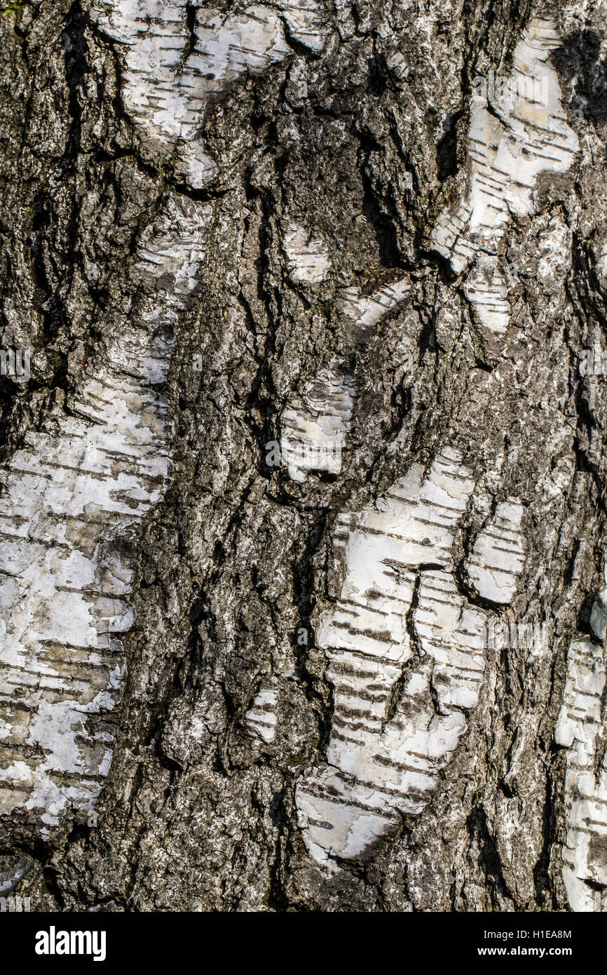 closeup of old bark background Stock Photo - Alamy