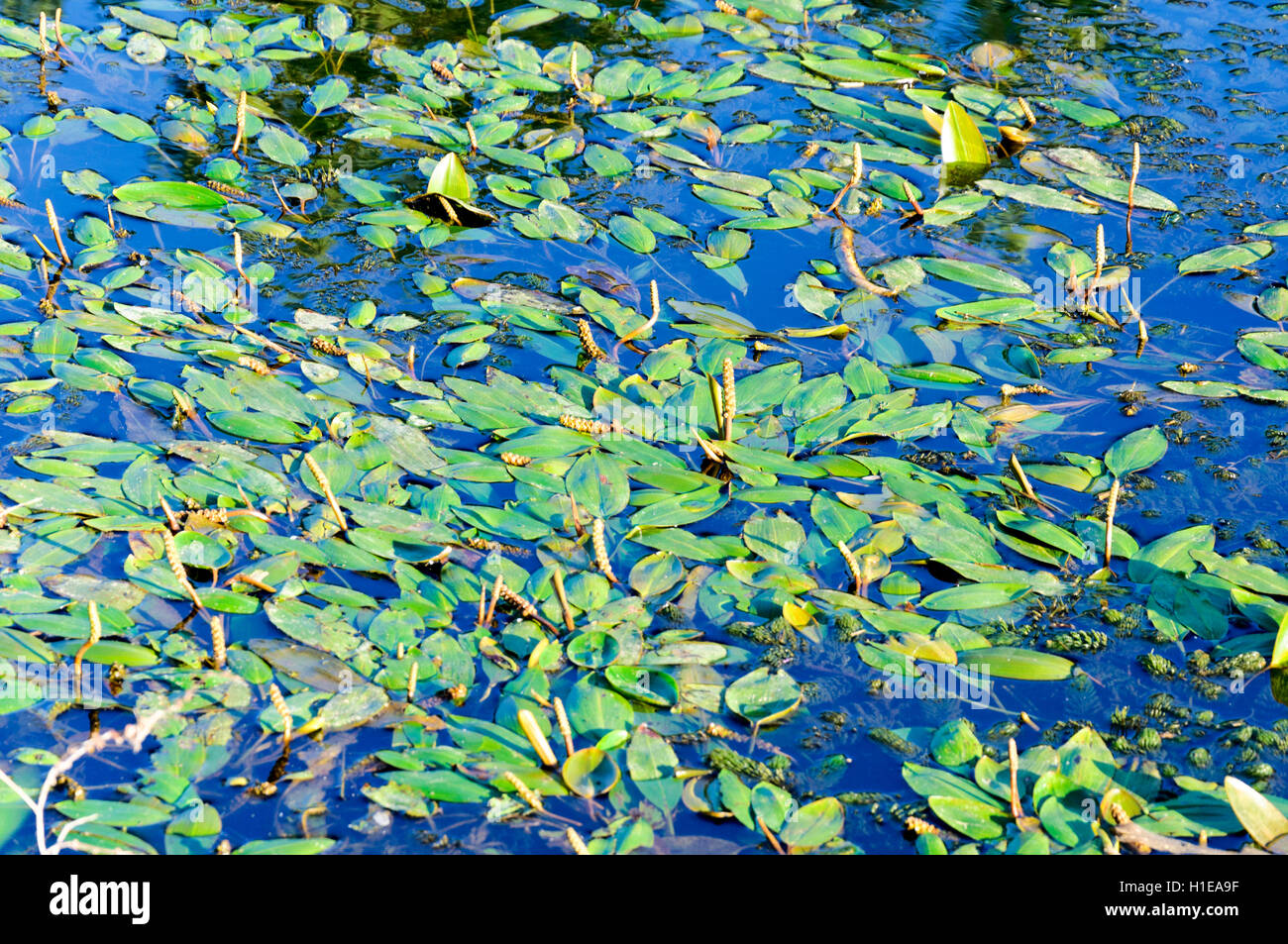 Water and leafs hi-res stock photography and images - Alamy