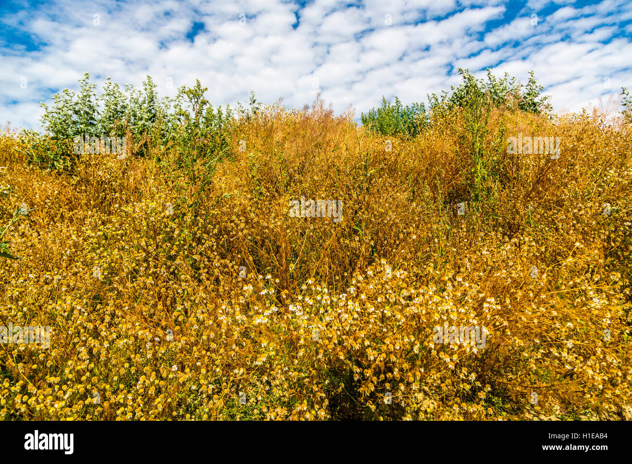 dry meadow on a hill in summer, with cloudy sky Stock Photo - Alamy