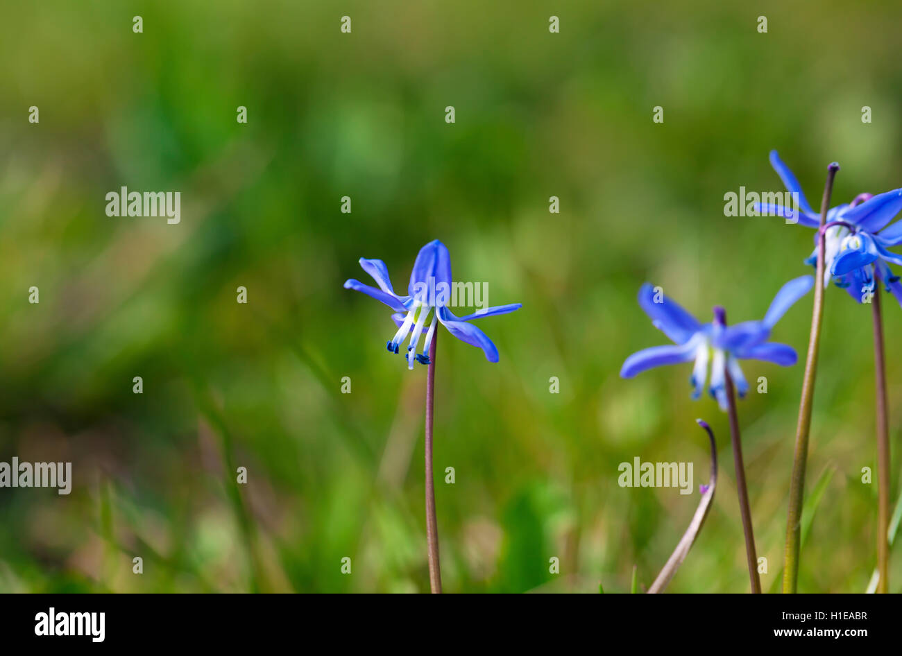 Siberian squill blue flower Stock Photo - Alamy