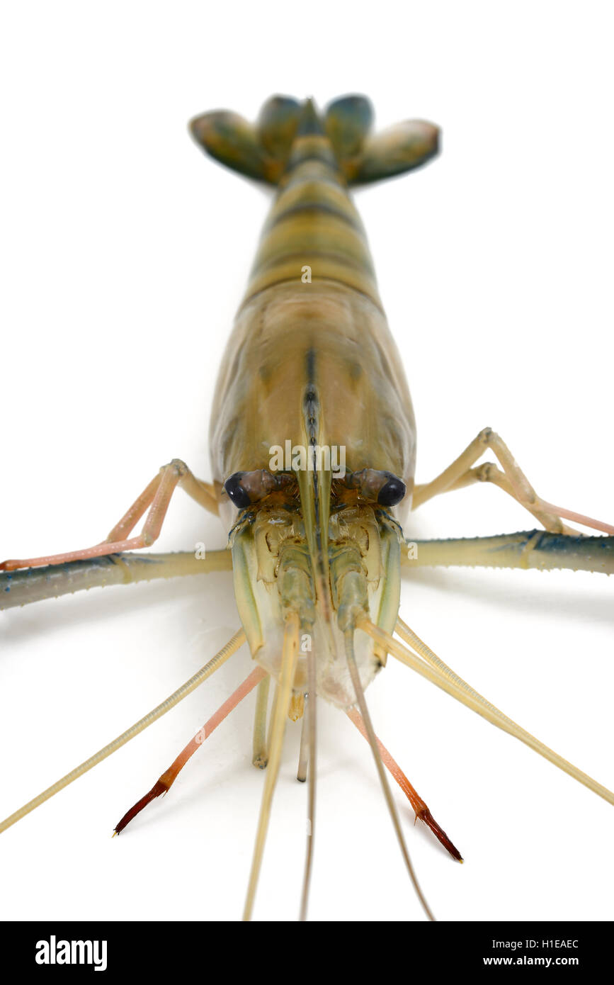 Shrimp mustache hi-res stock photography and images - Alamy