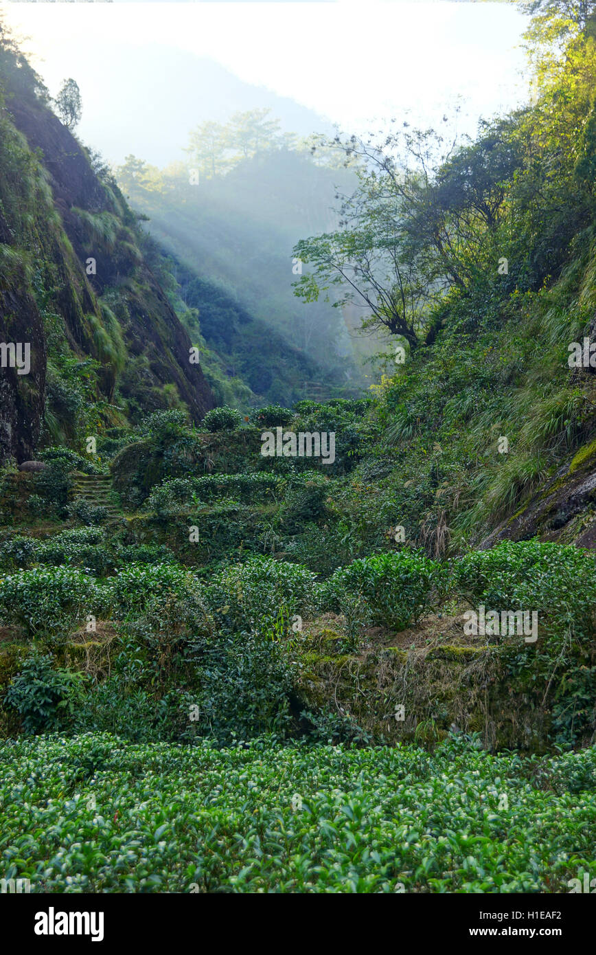 Tea plantation in Fujian Province, China Stock Photo - Alamy