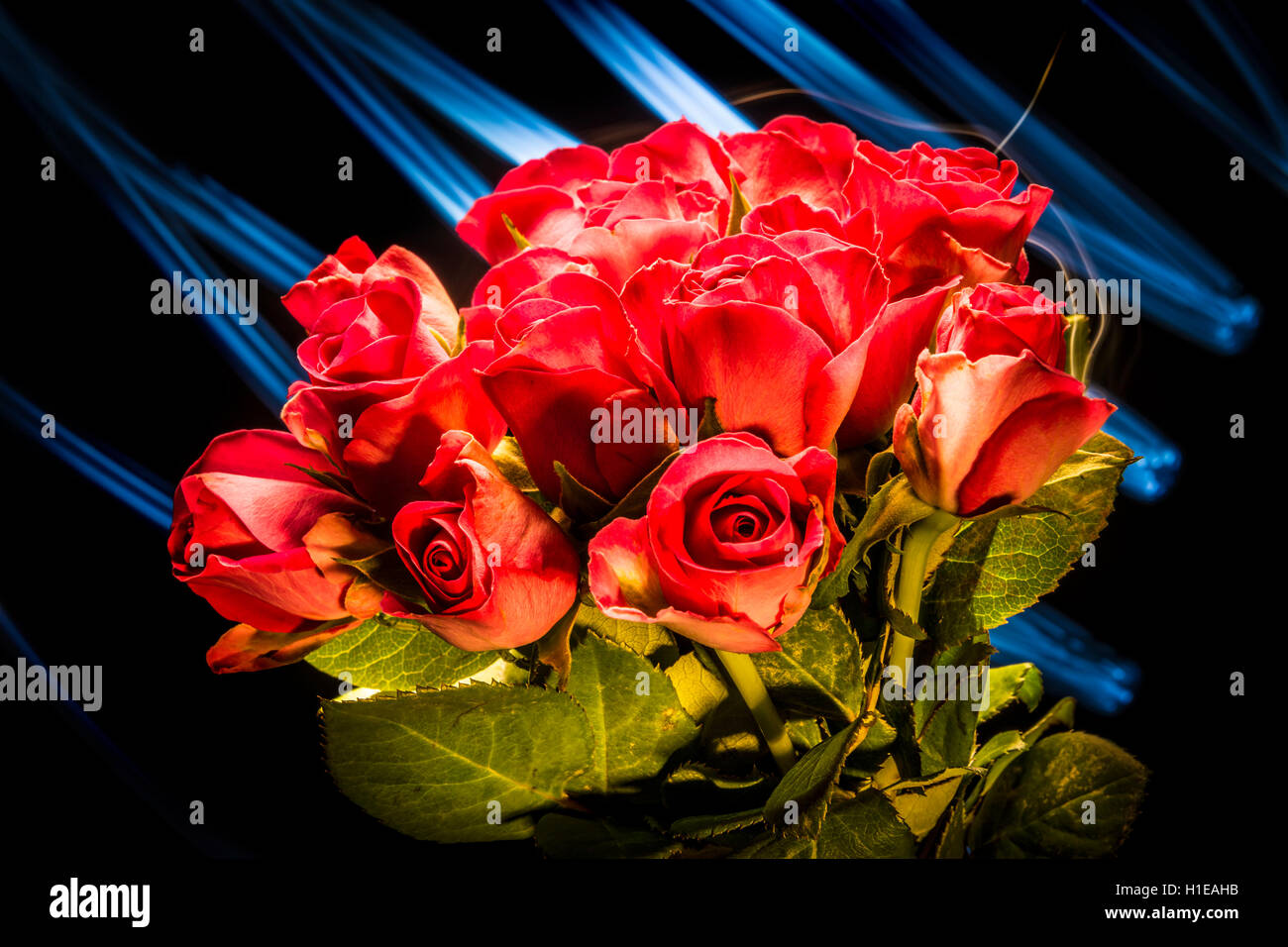 Roses with lights Stock Photo - Alamy