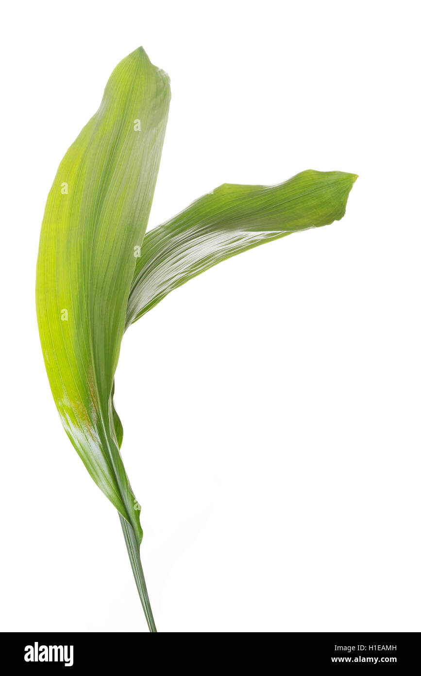 Fresh green plant, leaf Stock Photo - Alamy