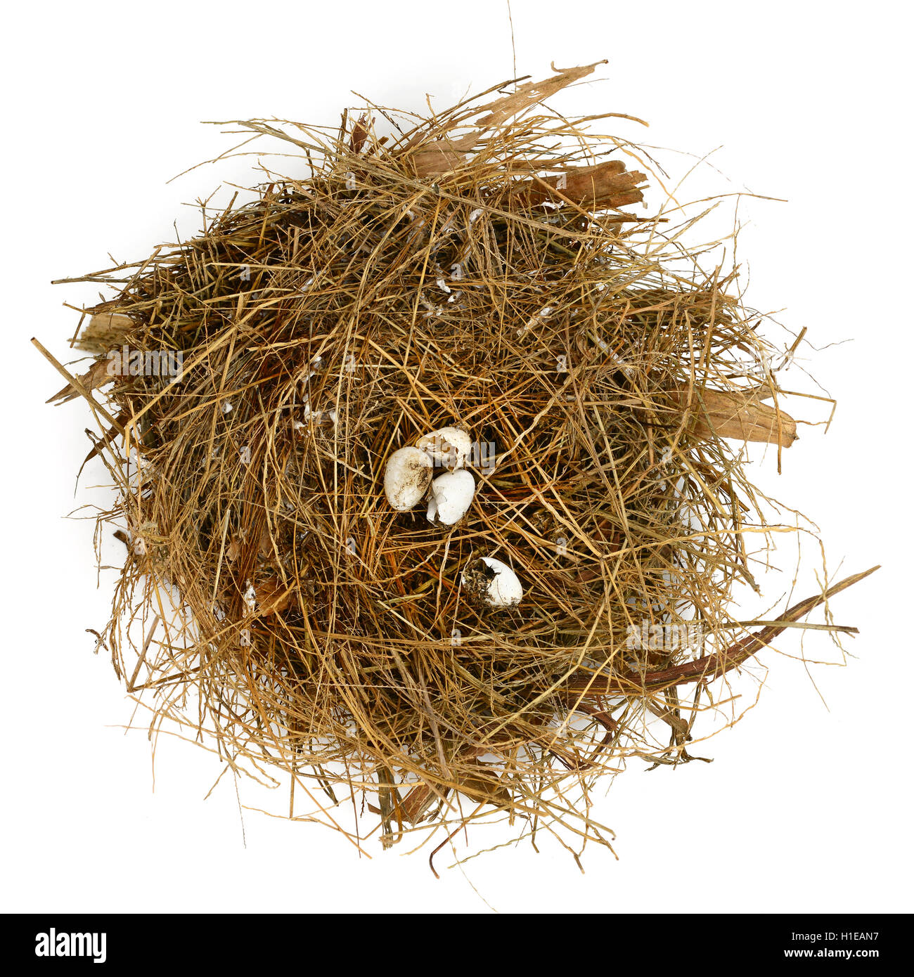 Broken nest egg Stock Photo - Alamy