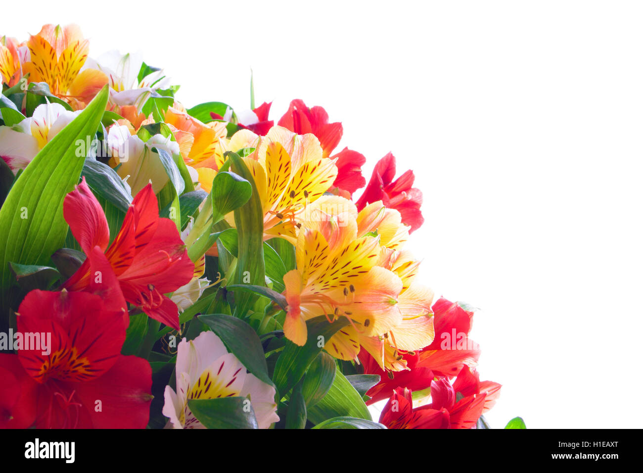 Beautiful Coloured Flowers on the White Background Stock Photo - Alamy