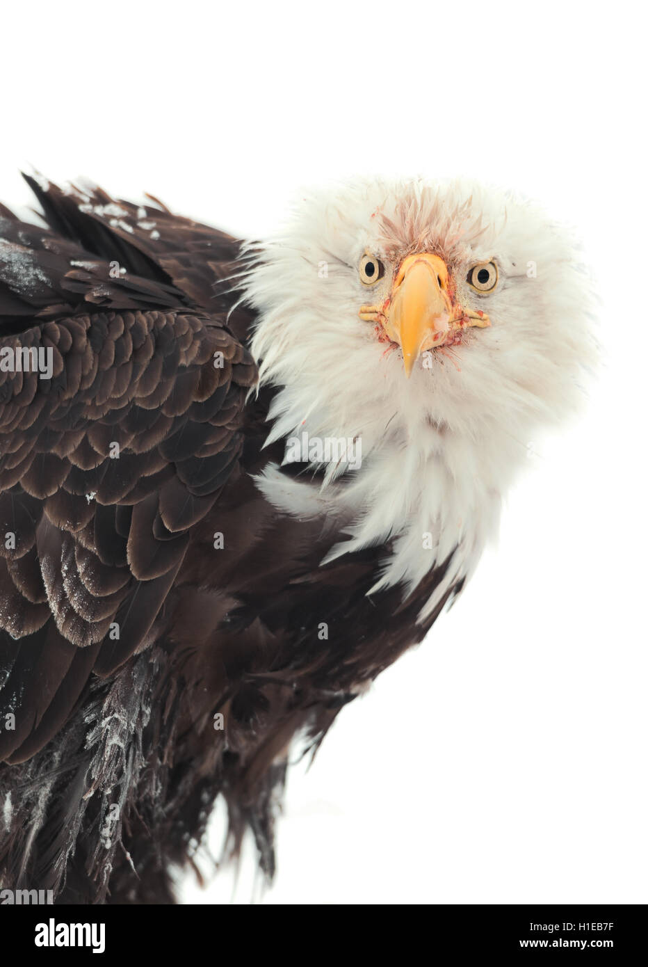 Close up Portrait of a Bald Eagle Stock Photo - Alamy