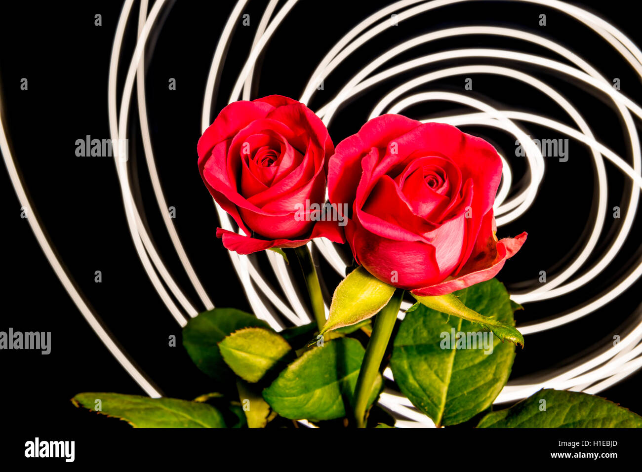 Roses with lights Stock Photo - Alamy