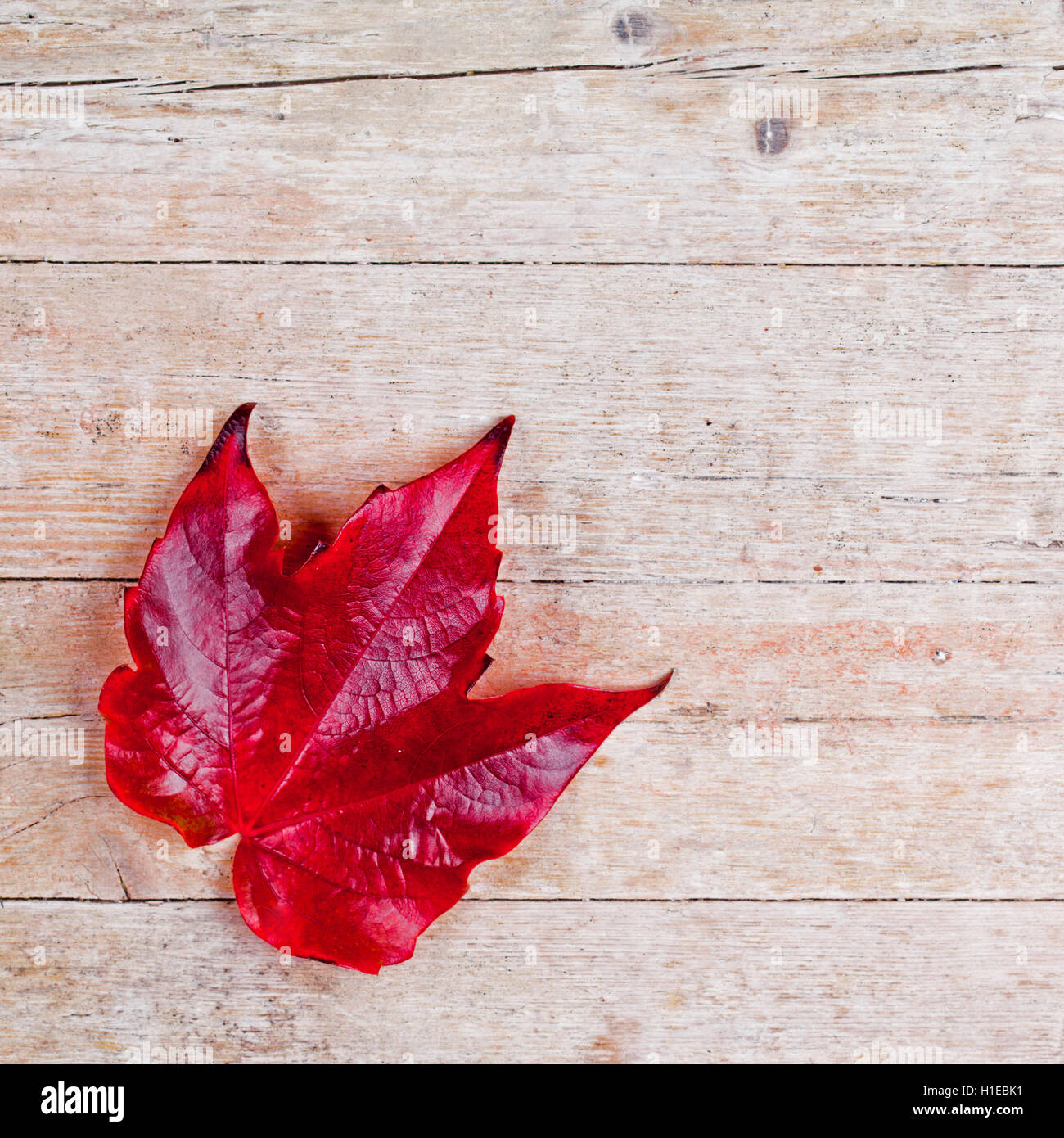 red autumn leaf Stock Photo - Alamy