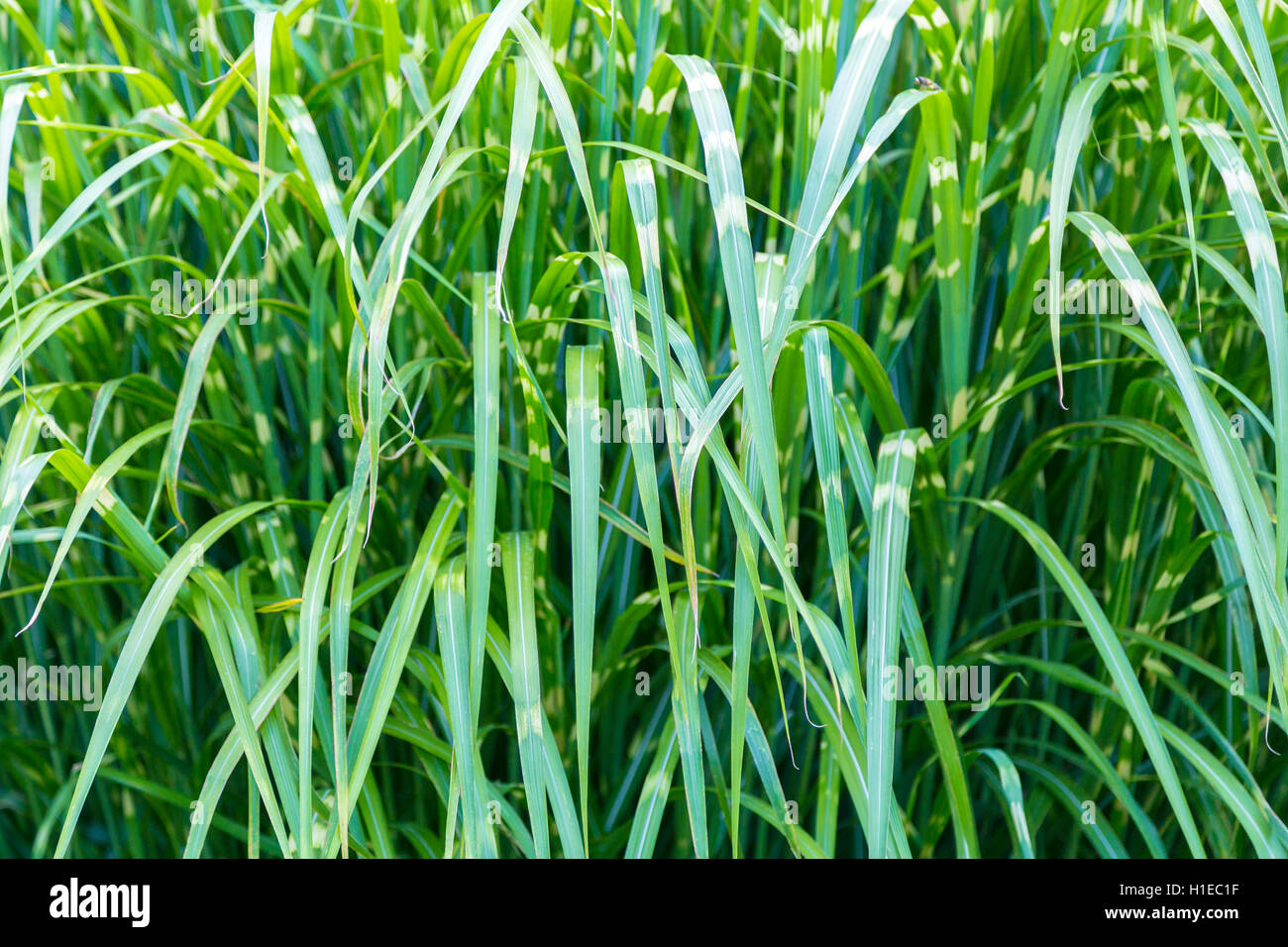 close up of green reed pattern background Stock Photo - Alamy