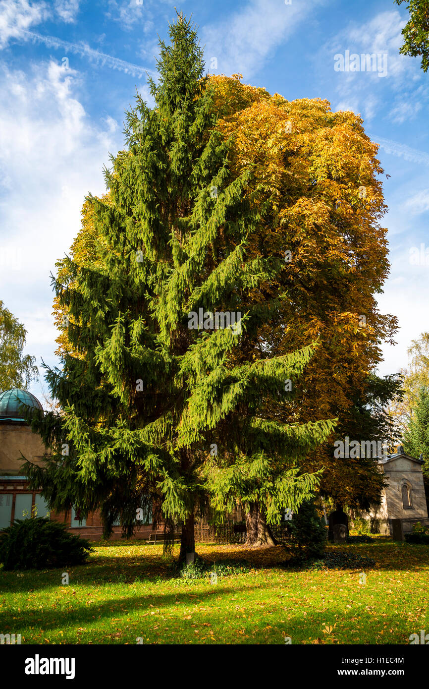a green and a yellow tree in autumn Stock Photo - Alamy