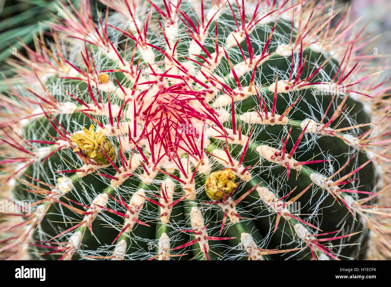 closeup of a cactus with red spikes Stock Photo - Alamy