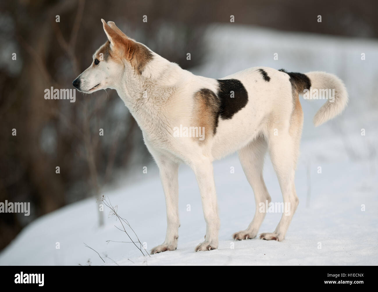 Ice dog hi-res stock photography and images - Alamy