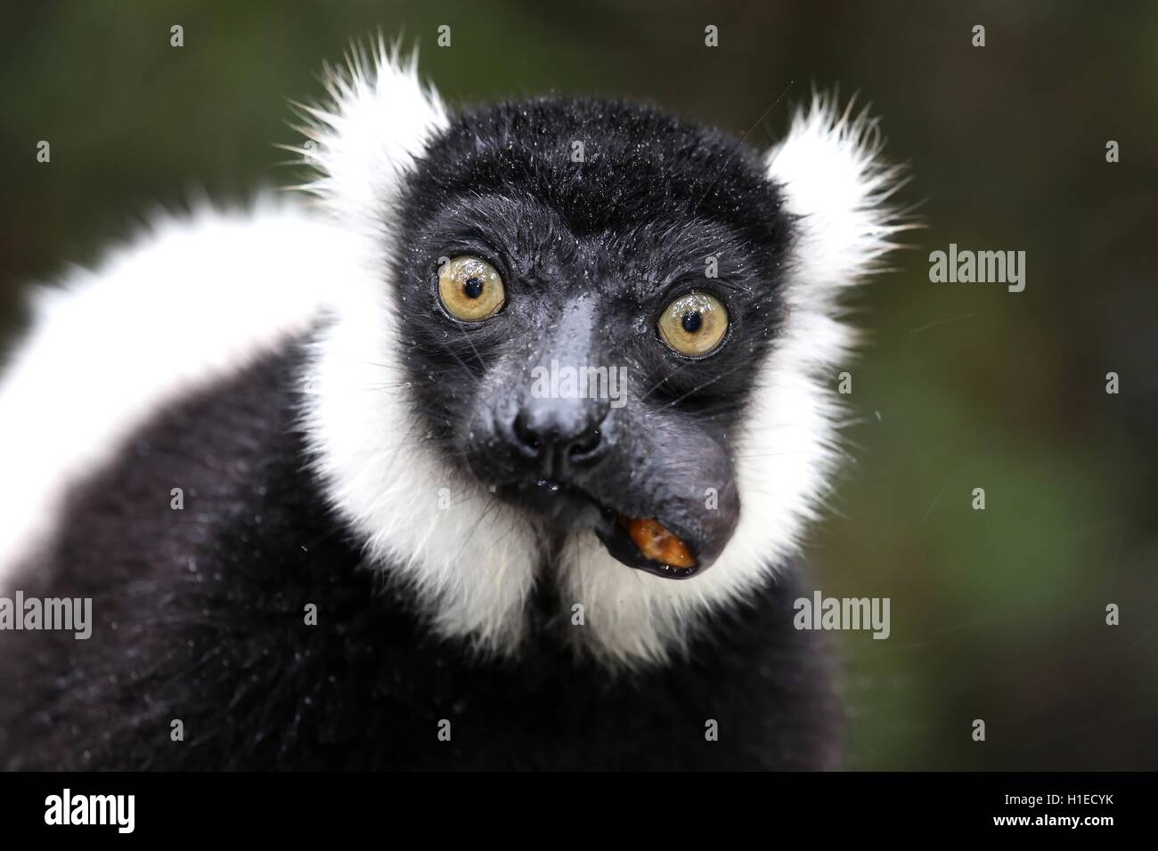 Mammal lemur ruffed hi-res stock photography and images - Alamy