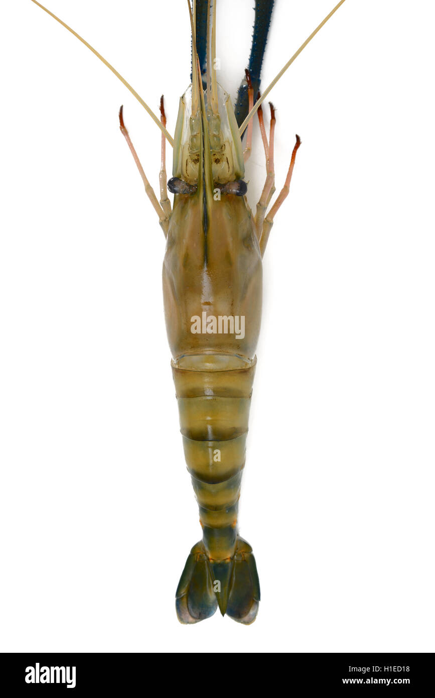 Shrimp mustache hi-res stock photography and images - Alamy