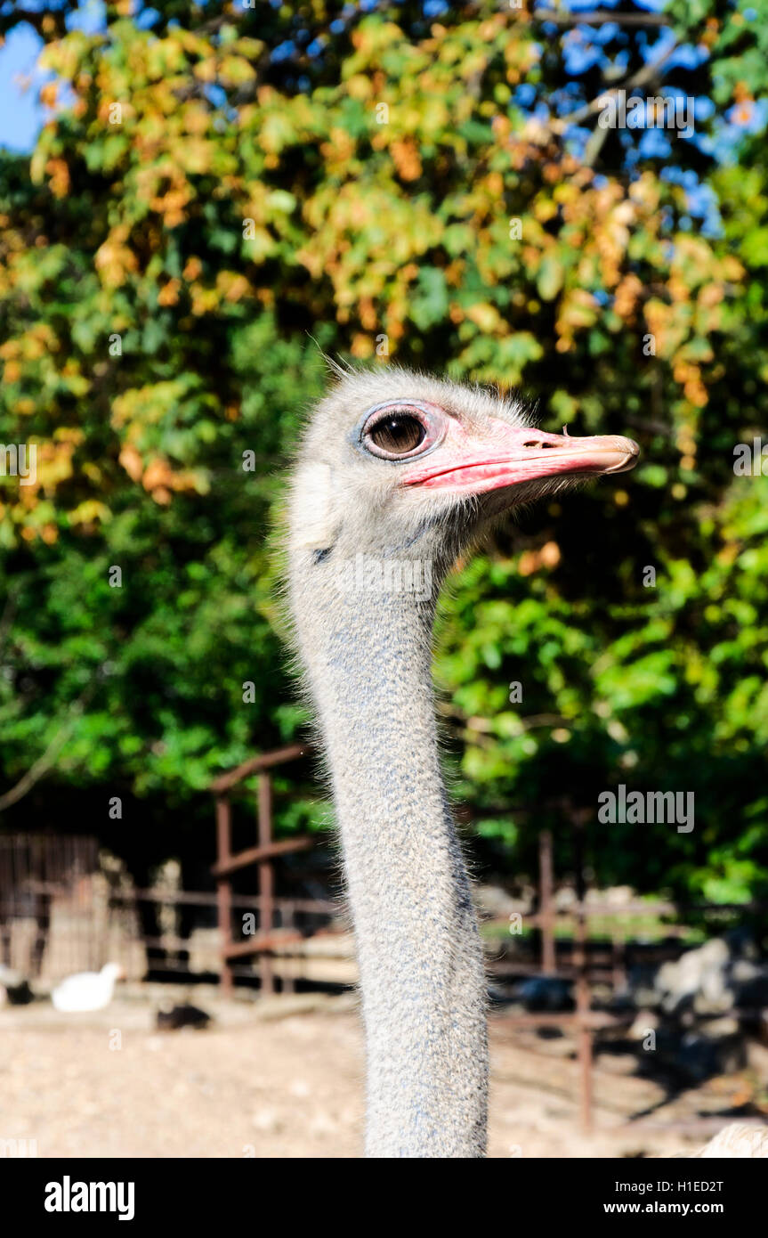 Ostrich female head Stock Photo - Alamy