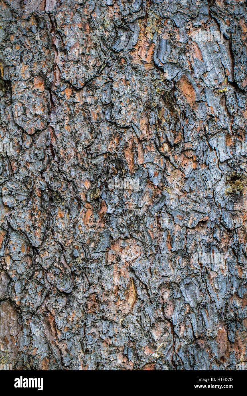 closeup of old bark background Stock Photo - Alamy