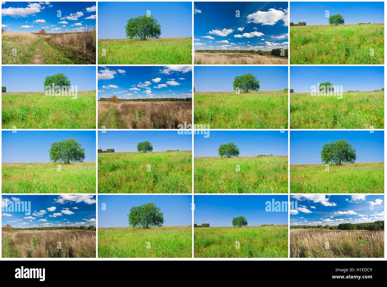 Tree and field Stock Photo - Alamy