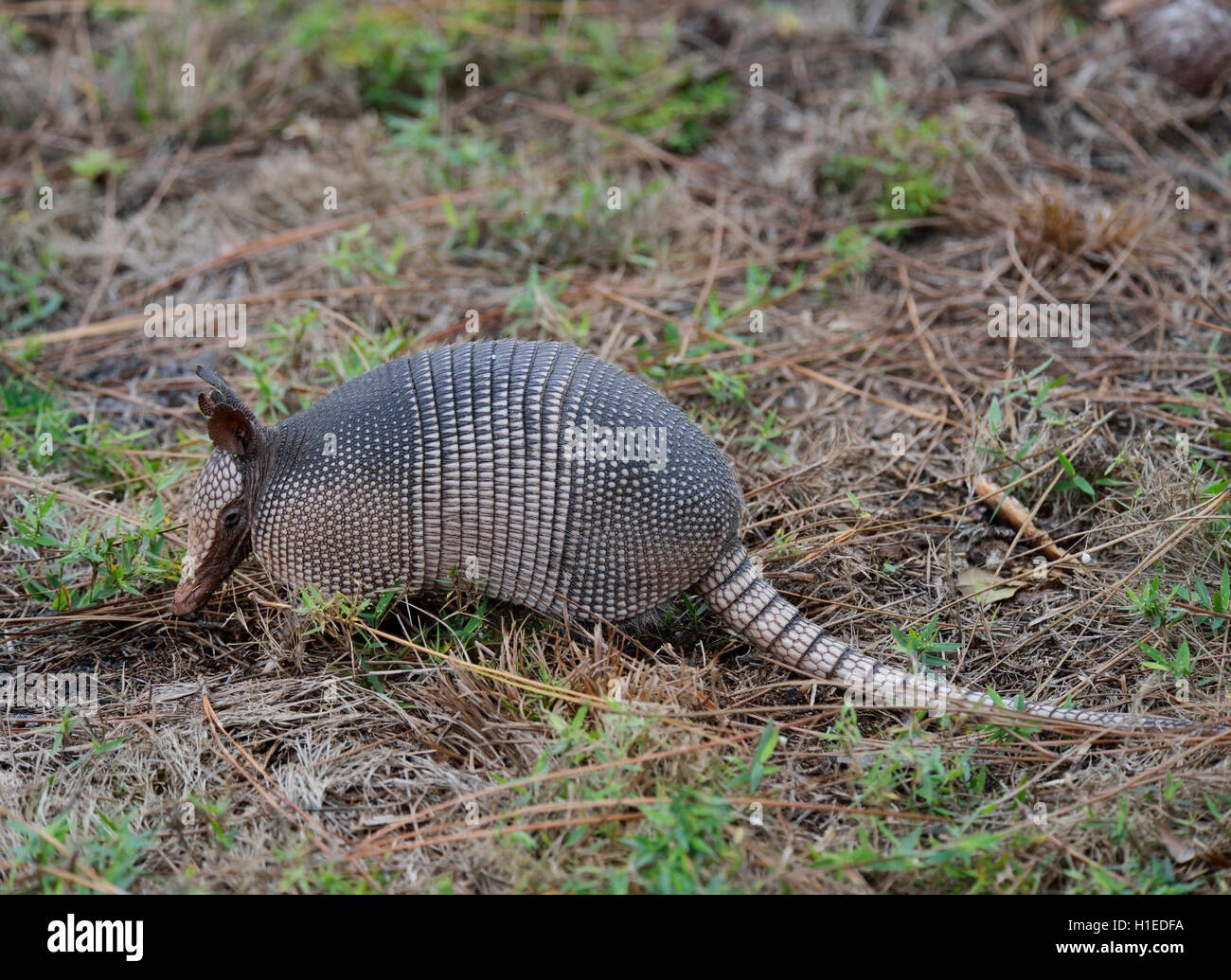 Armadillo florida hi-res stock photography and images - Alamy
