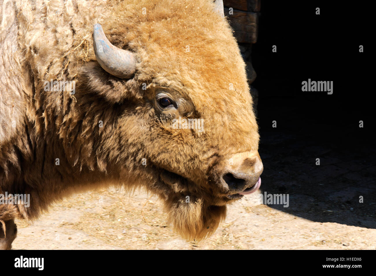Bull and cow bison hi-res stock photography and images - Alamy