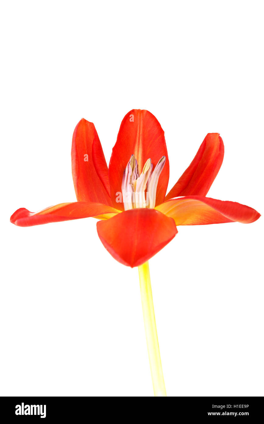 Open bloom Cut Out Stock Images & Pictures - Alamy