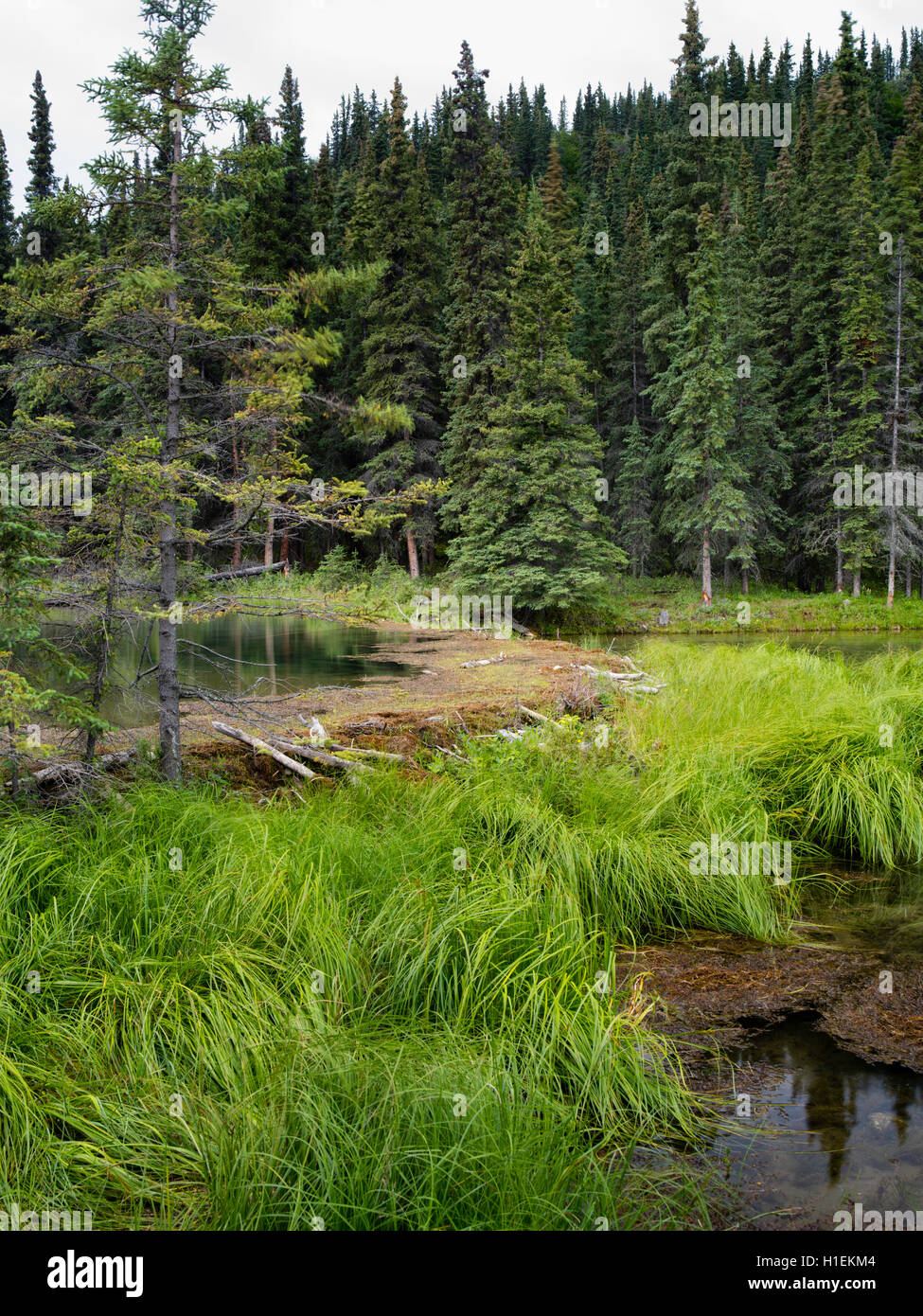 A beaver dam holds back the water on Horseshoe Lake, Denali National ...